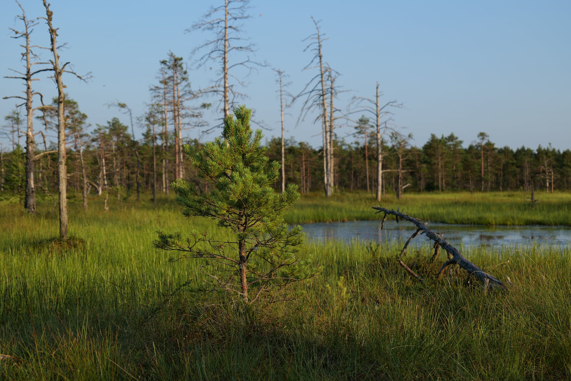 Wild about rewilding? Then here’s where to find out more – Learning ...