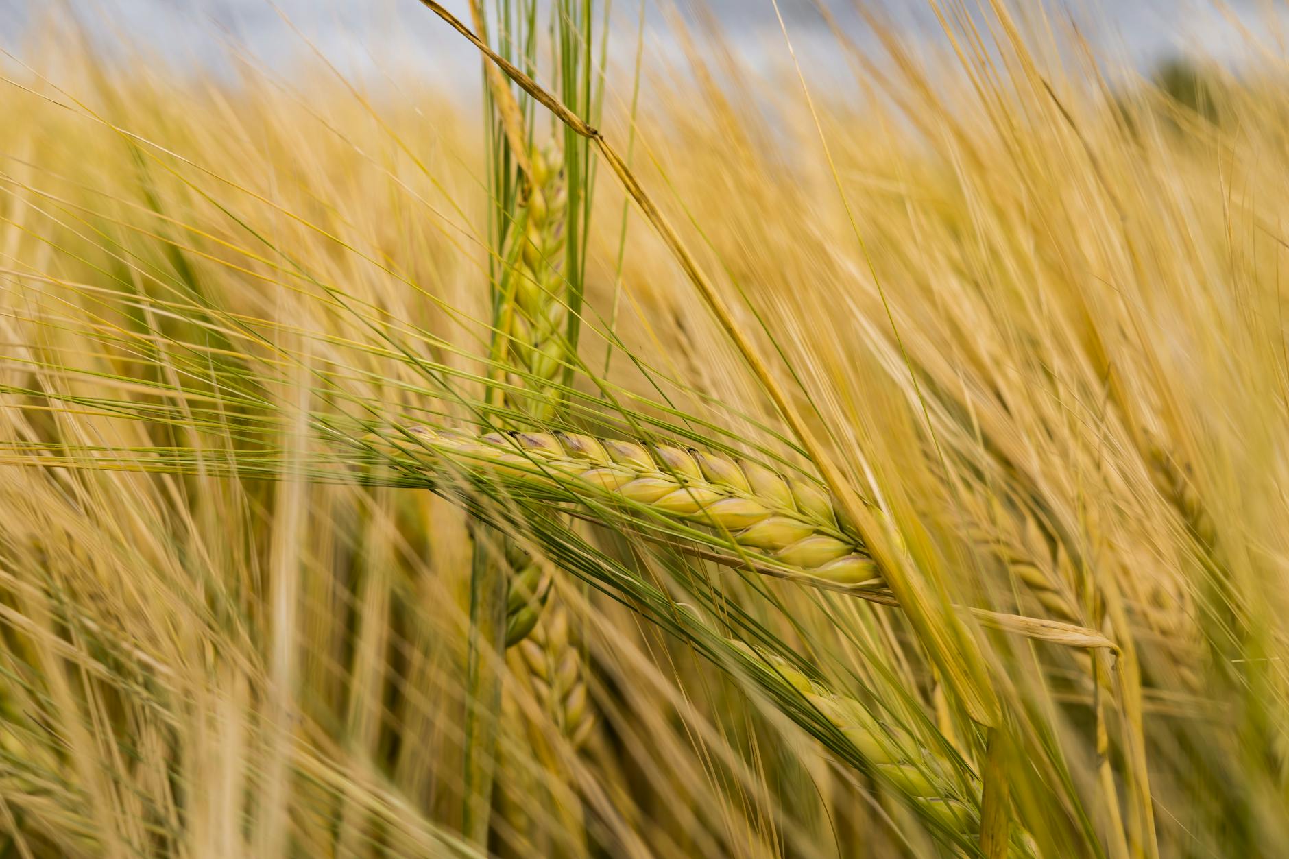 No more plants, no more antibiotics – Learning, Science and Society